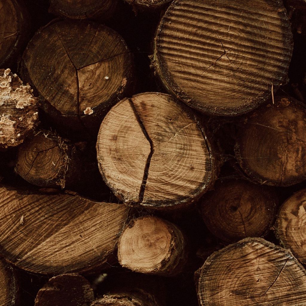 How much CO2 does a tree absorb? Let’s get carbon curious!