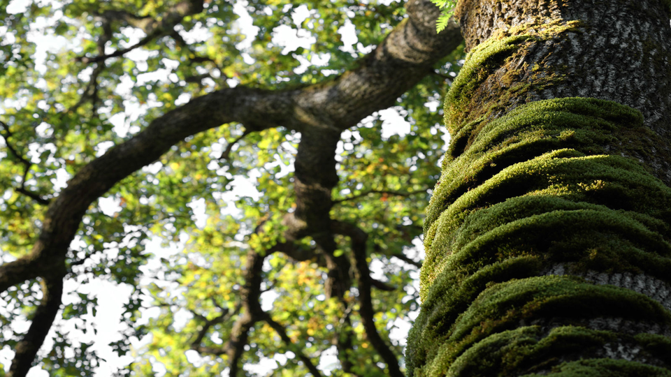 Contact us | EcoTree