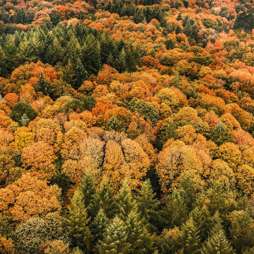 Biodiversité et forêts | S’engager durablement | EcoTree
