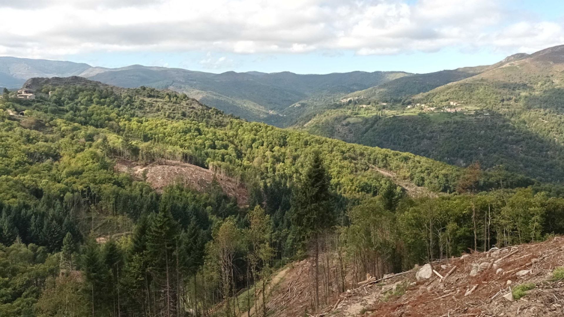 Forêt d'Ajoux | EcoTree