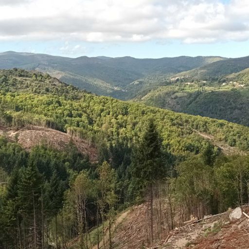 Sorb tree - Ajoux Forest (7) - (3214) | EcoTree
