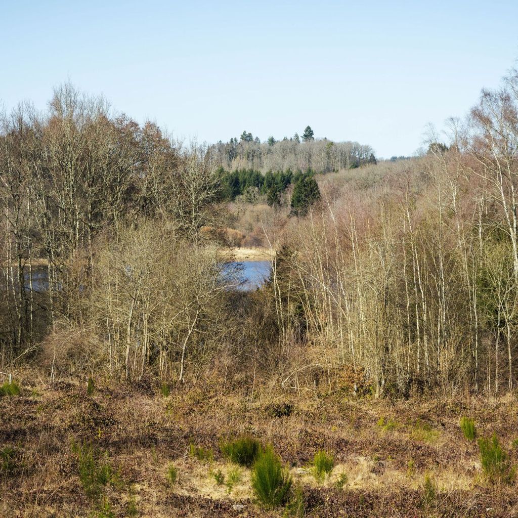 Forêt de Champeau-en-Morvan | EcoTree