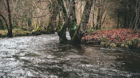 Forêt de Gioux | EcoTree