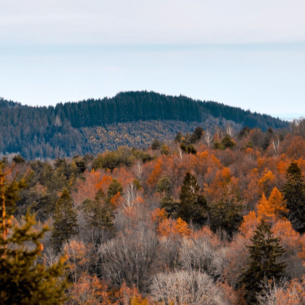 Forêt de Gioux | EcoTree