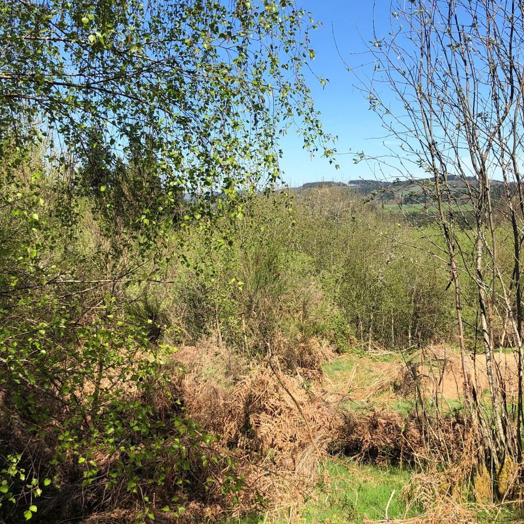 Beech - Lacelle Forest (19) - (6959) | EcoTree