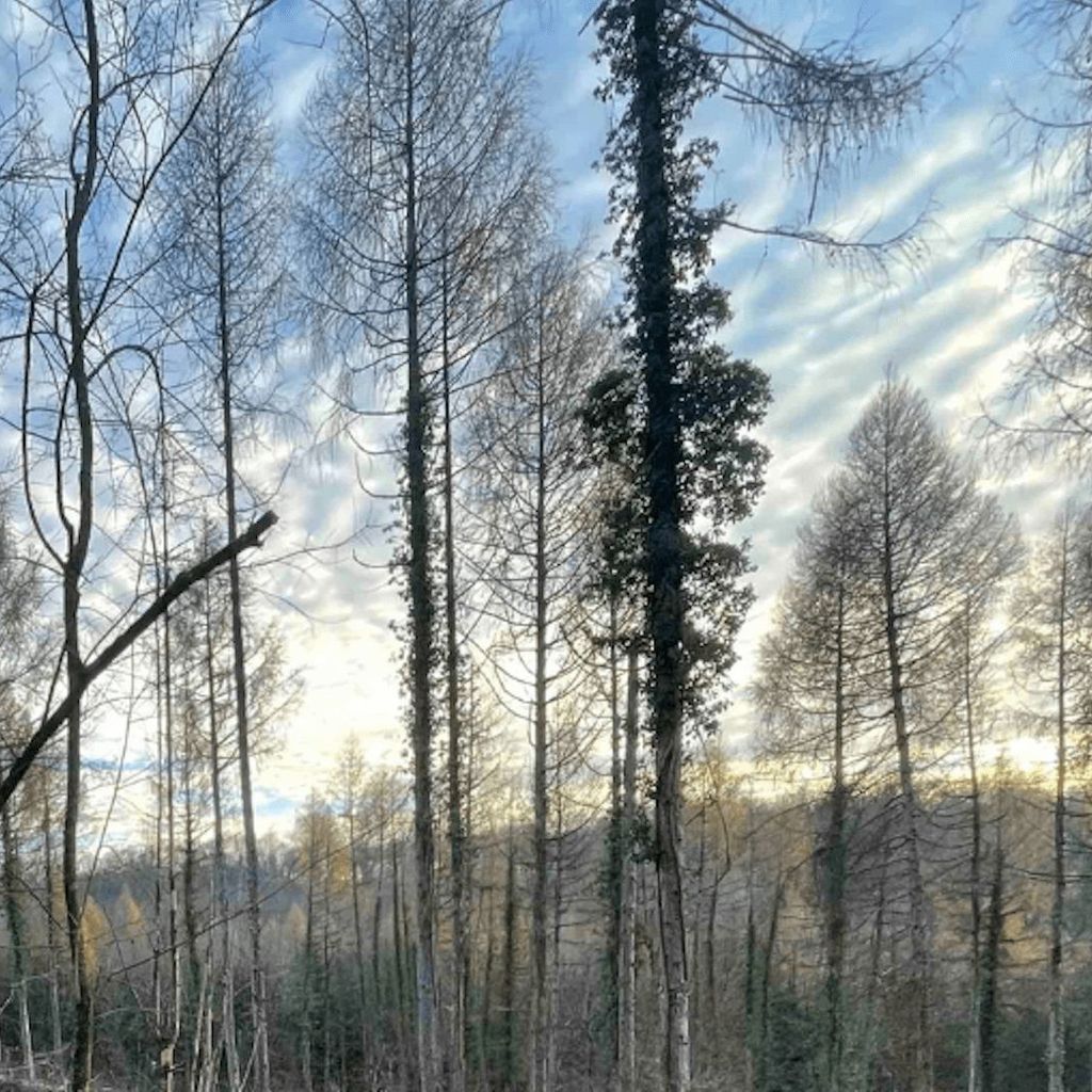 Douglas - Forêt de Montplonne (55) - (2758) | EcoTree