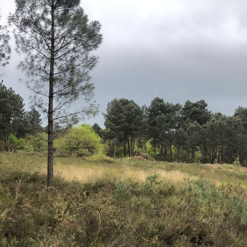 Maritime Pine - Yzeures-sur-Creuse forest (37) - (6555) | EcoTree