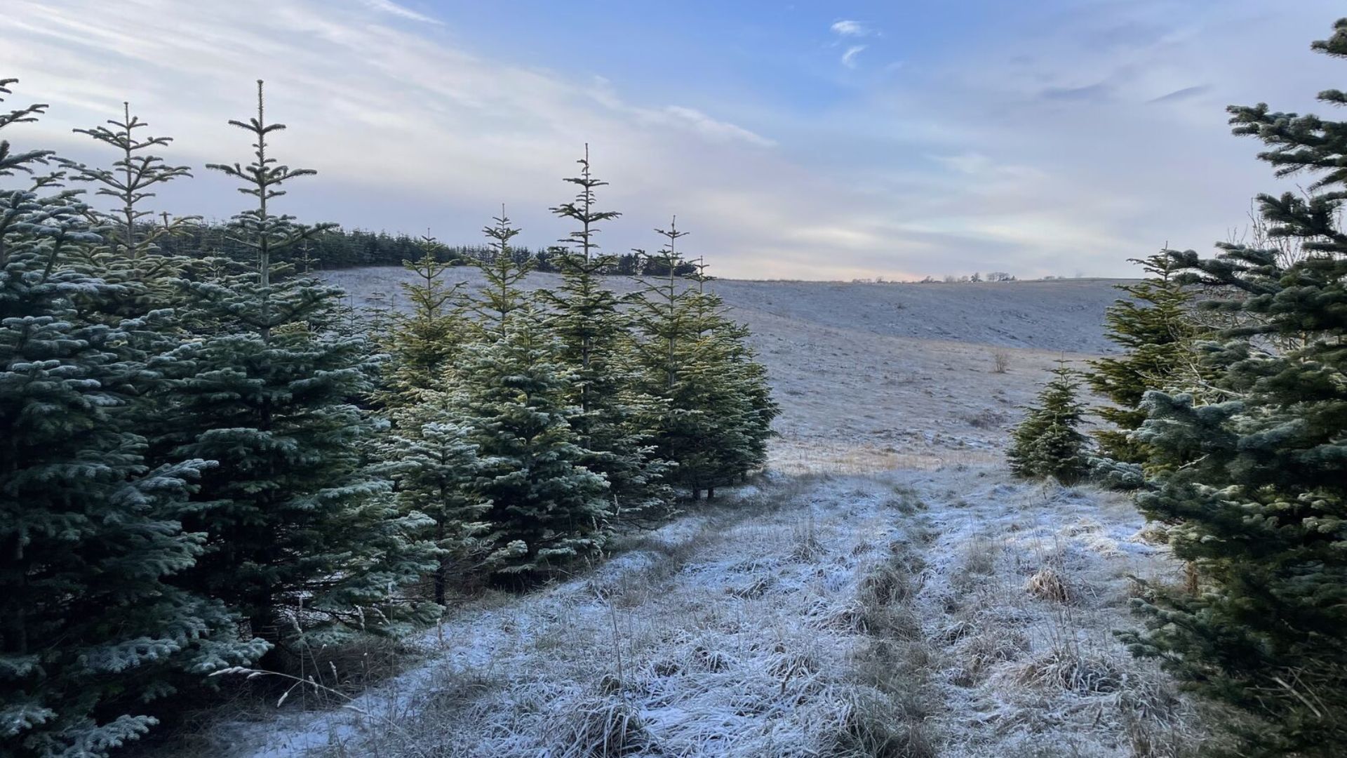 La forêt de Nysum au Danemark | EcoTree