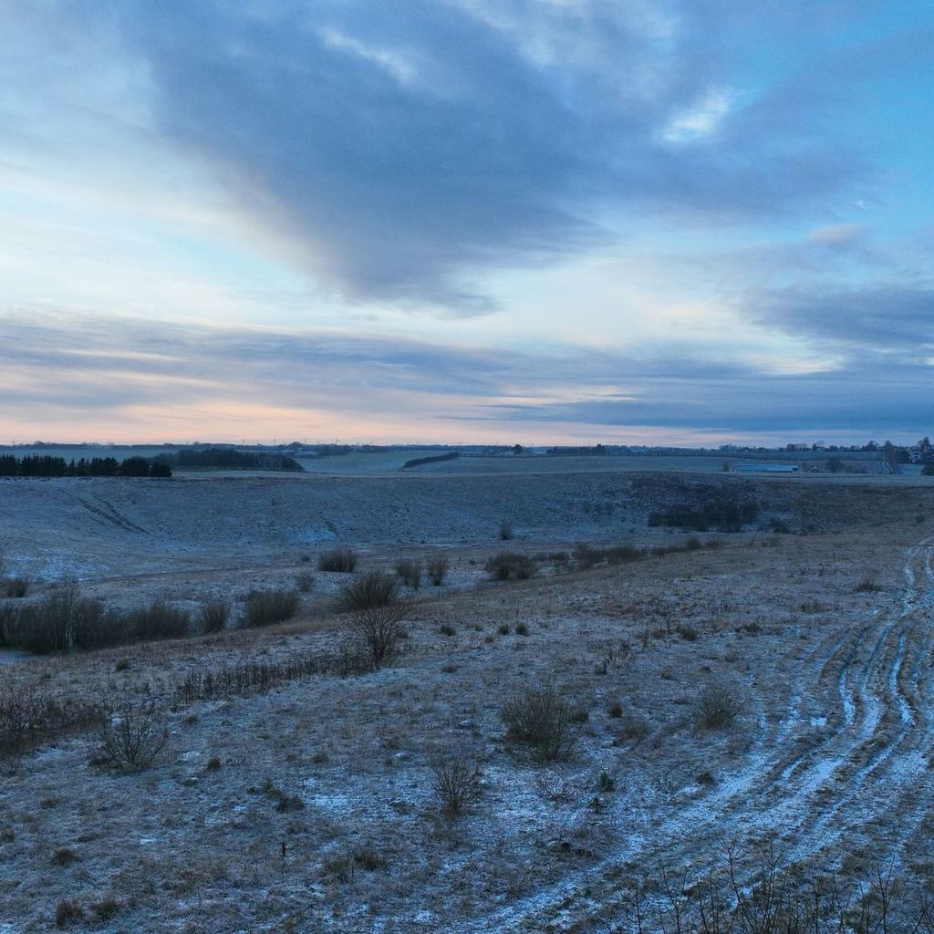 La forêt de Nysum au Danemark | EcoTree