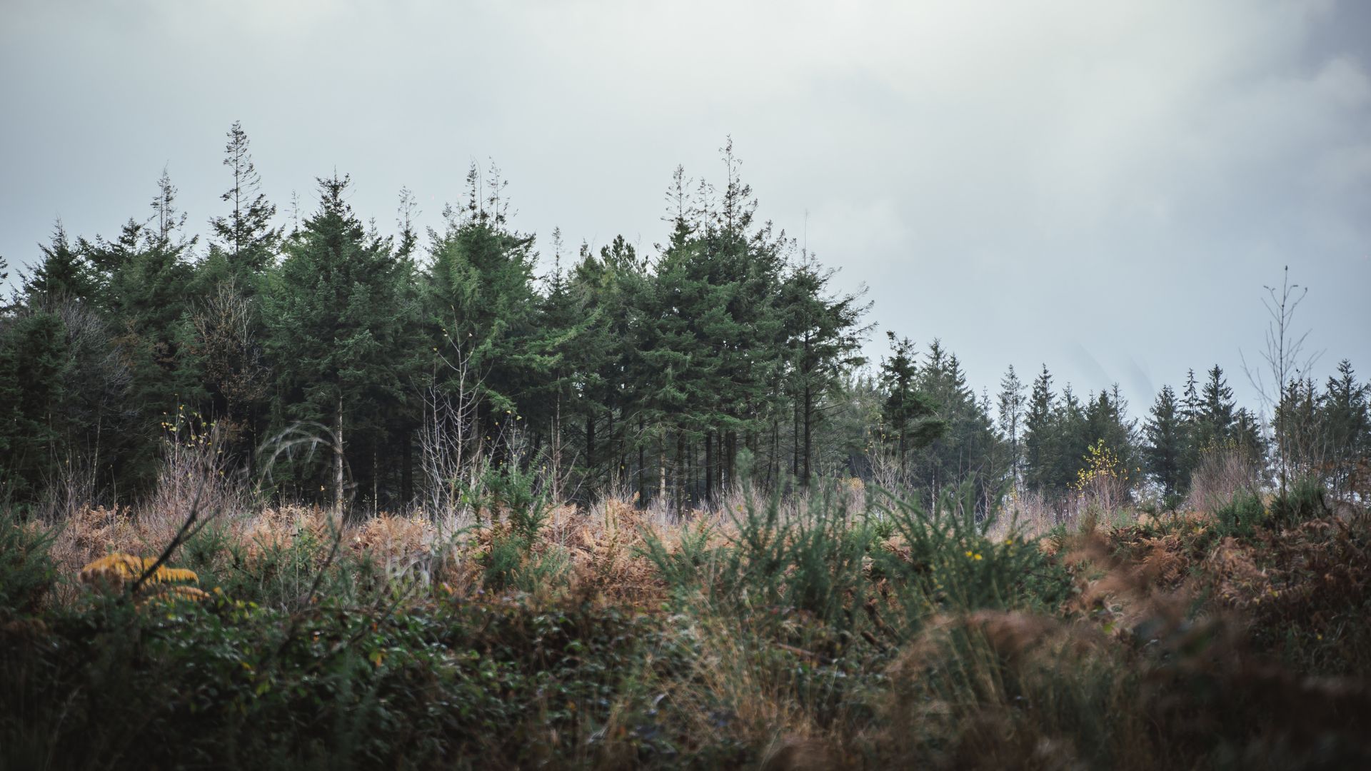 Ploërdut forest 3 | EcoTree