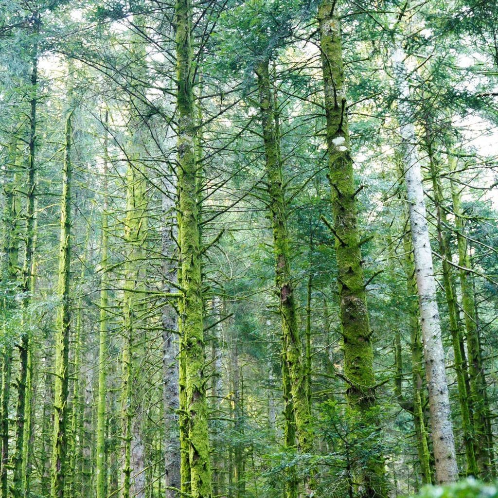Learn more about our forests and sustainable forestry manifesto | EcoTree