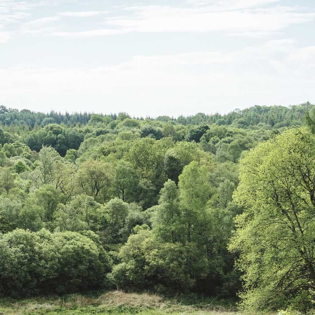 How to fight climate change | EcoTree