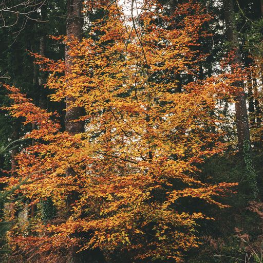How much CO2 does a tree absorb? Let’s get carbon curious!