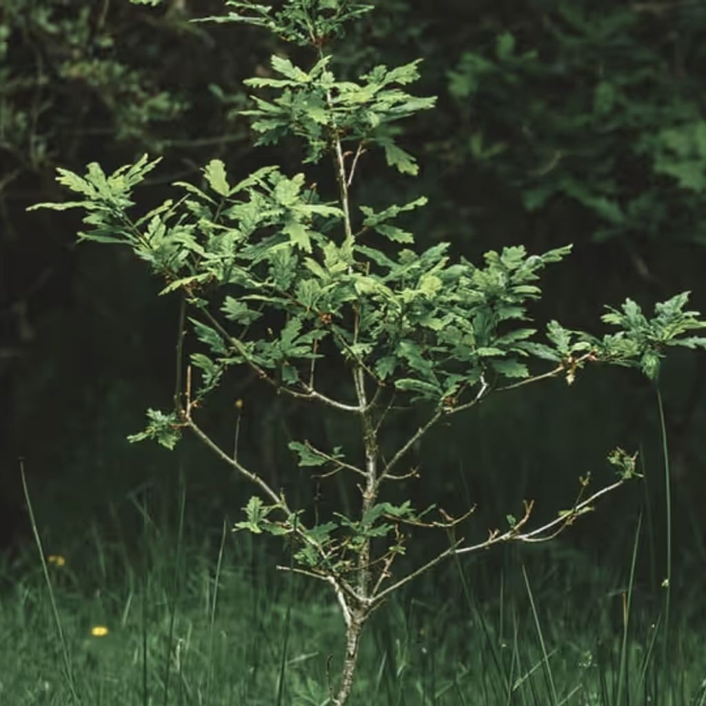 How much CO2 does a tree absorb? Let’s get carbon curious!