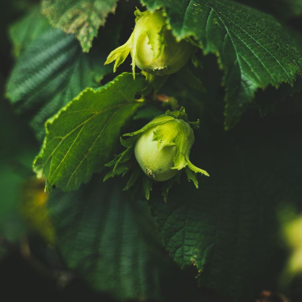 Hazel: Meaning, description, and use | EcoTree