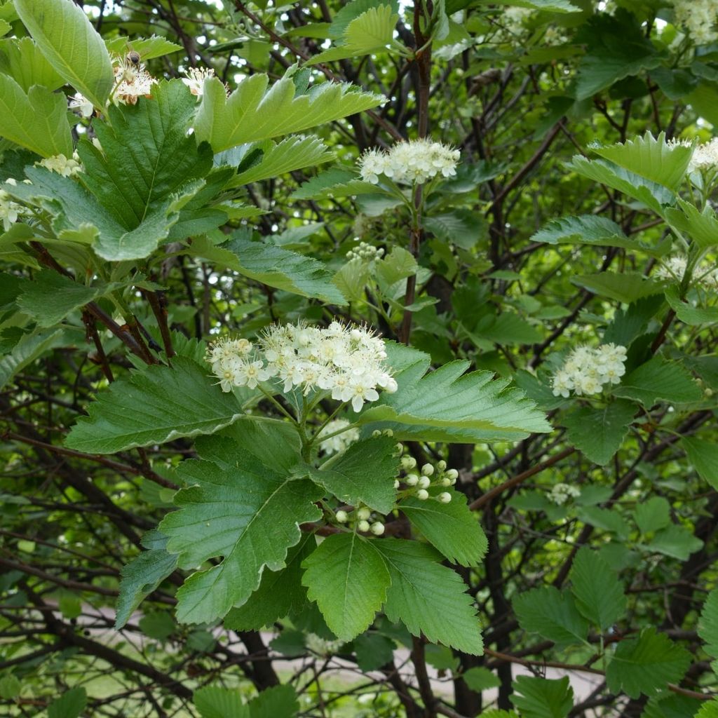 Whitebeam: It's importance, use, characteristics, and symbolism | EcoTree