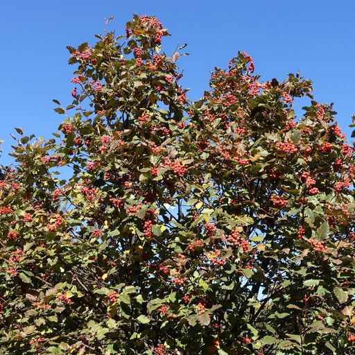 Alisier blanc : sens, usages, caractéristiques et symbolique | EcoTree