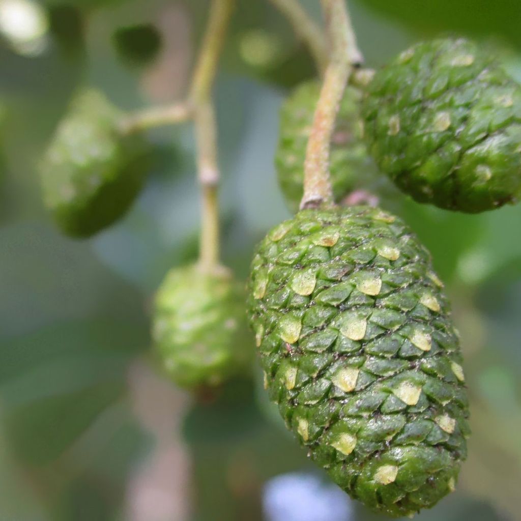 Black Alder: characteristics, use & symbolism | EcoTree
