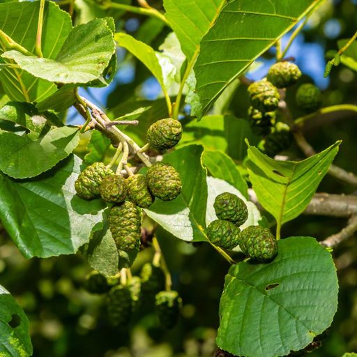 Zwarte els: Betekenis, beschrijving & gebruik | EcoTree
