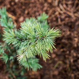 Cedar: characteristics, use & symbolism | EcoTree