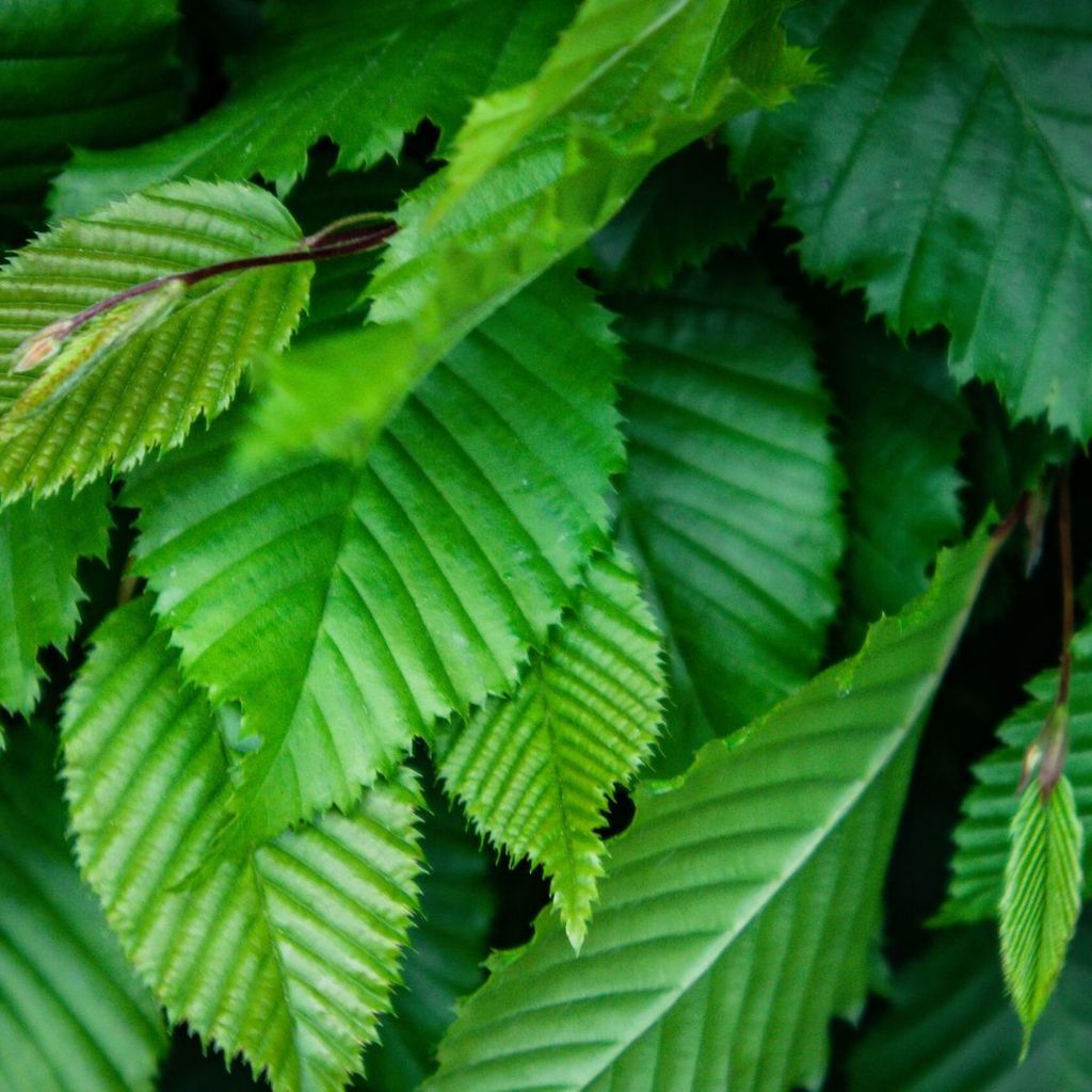 Charme : Sens, usage et caractéristiques | EcoTree