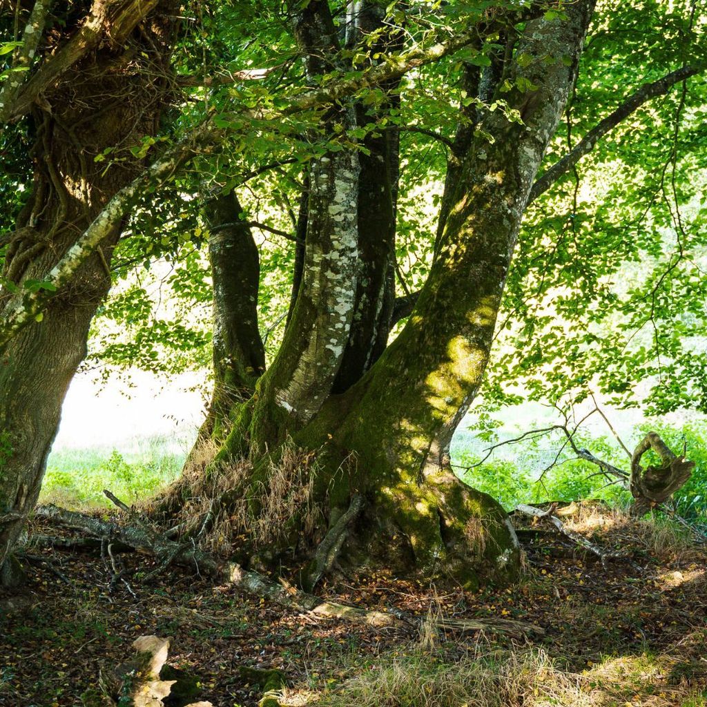 Charme : Sens, usage et caractéristiques | EcoTree
