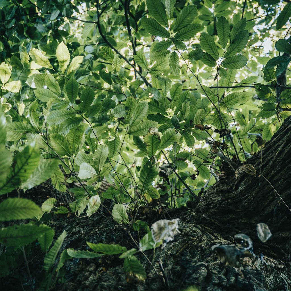 Chestnut: It's meaning, importance, and use | EcoTree