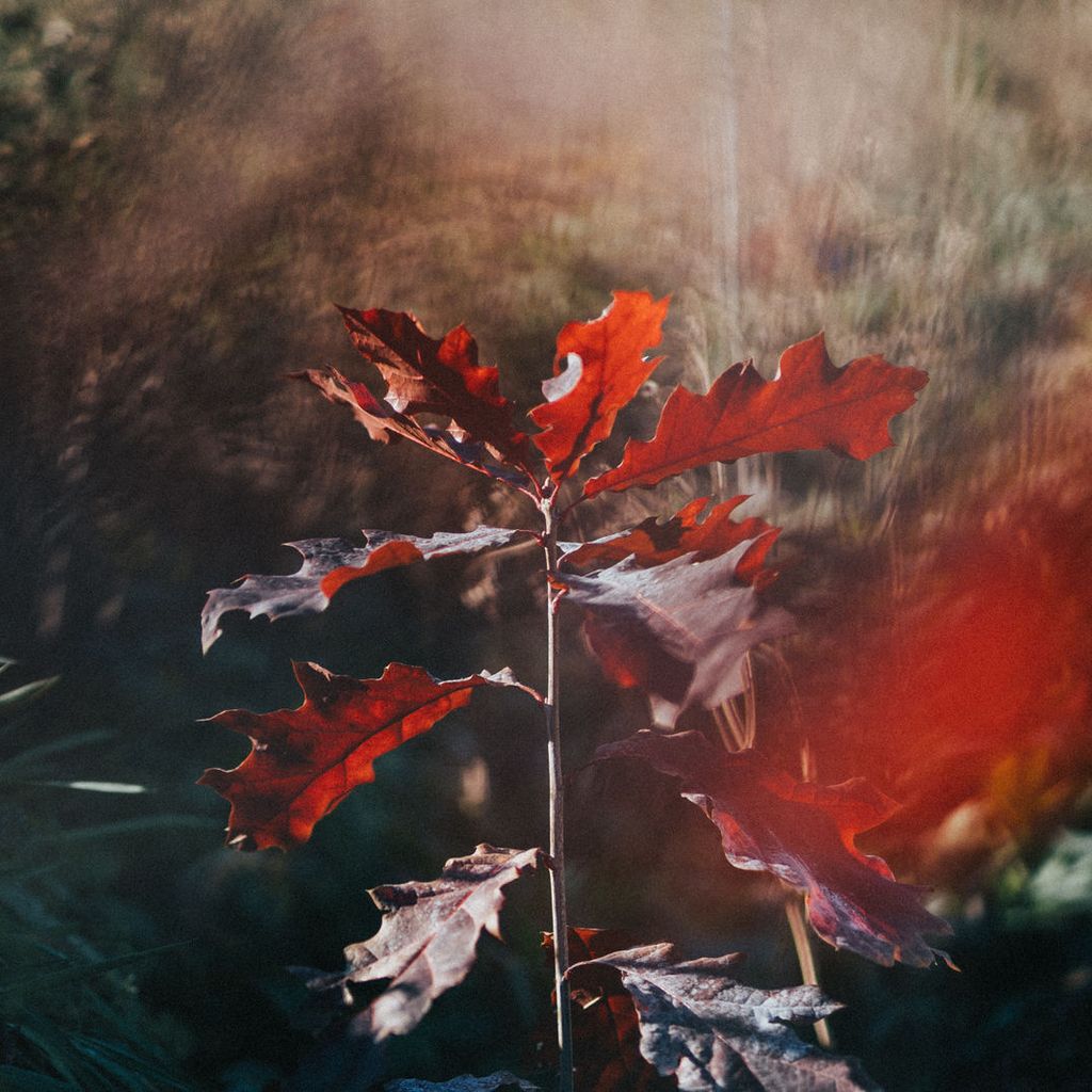 Chêne rouge : Description, Sens & Usages | EcoTree