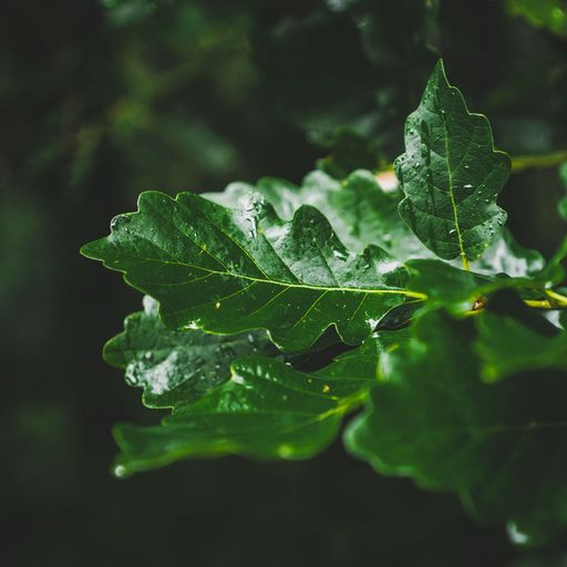 Chêne sessile, sens, usages, caractéristiques et symbolique | EcoTree