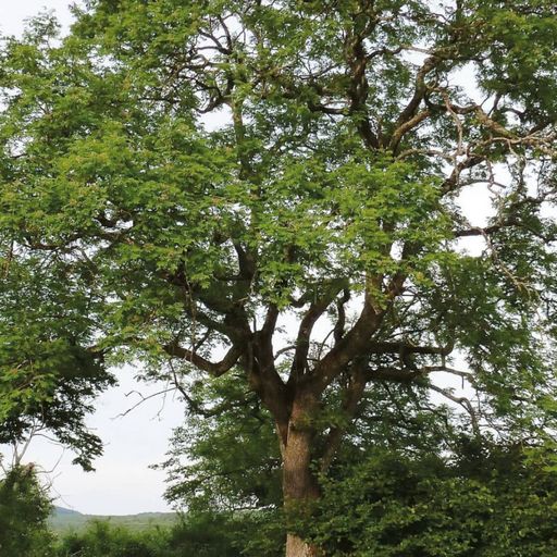 Sorb Tree: Meaning, description, and use | EcoTree