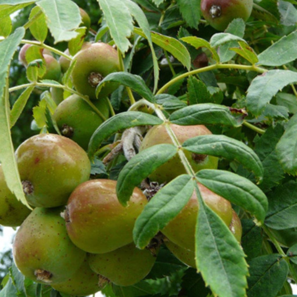 Sorb Tree: Meaning, description, and use | EcoTree