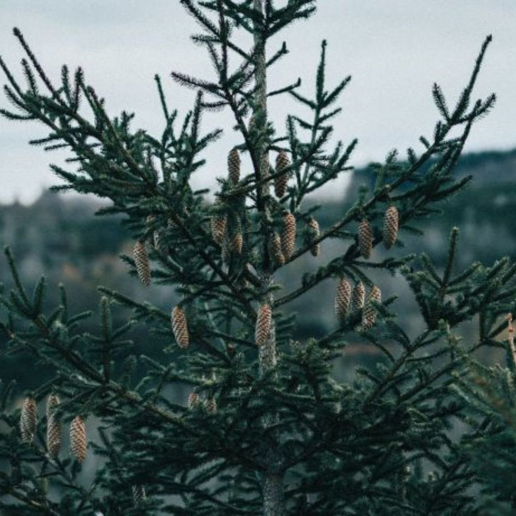 Épicéa commun : Sens, usage et caractéristiques | EcoTree