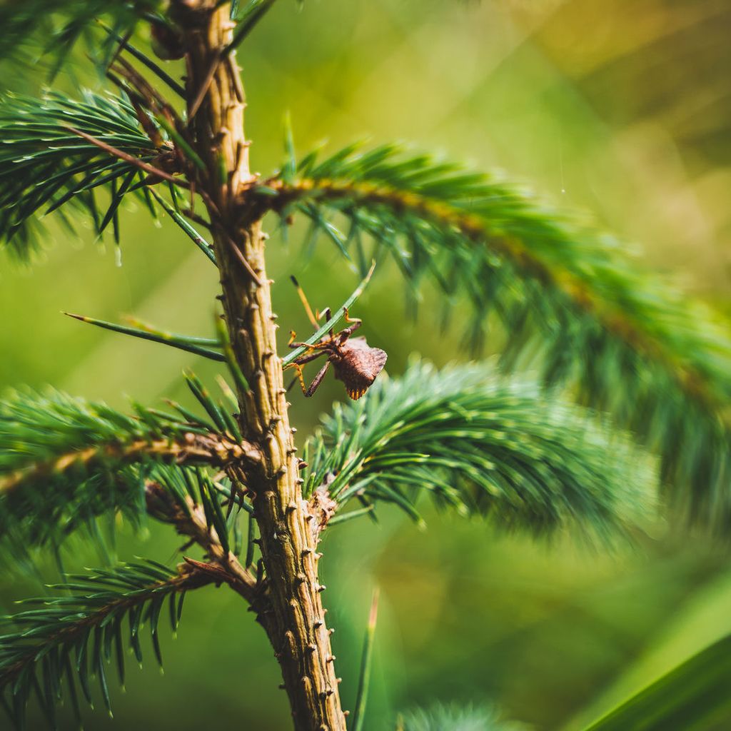 Épicéa de Sitka : Sens & Usage | EcoTree