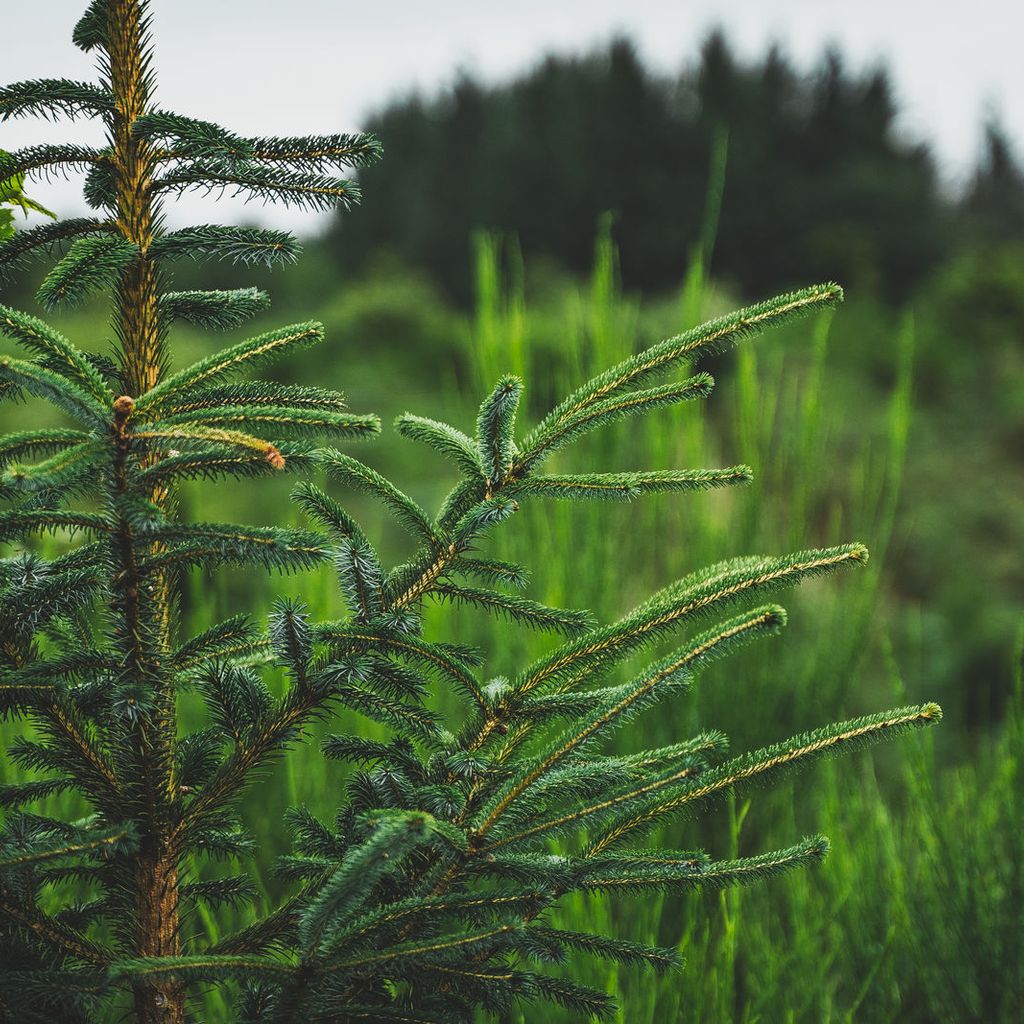 Épicéa de Sitka : Sens & Usage | EcoTree