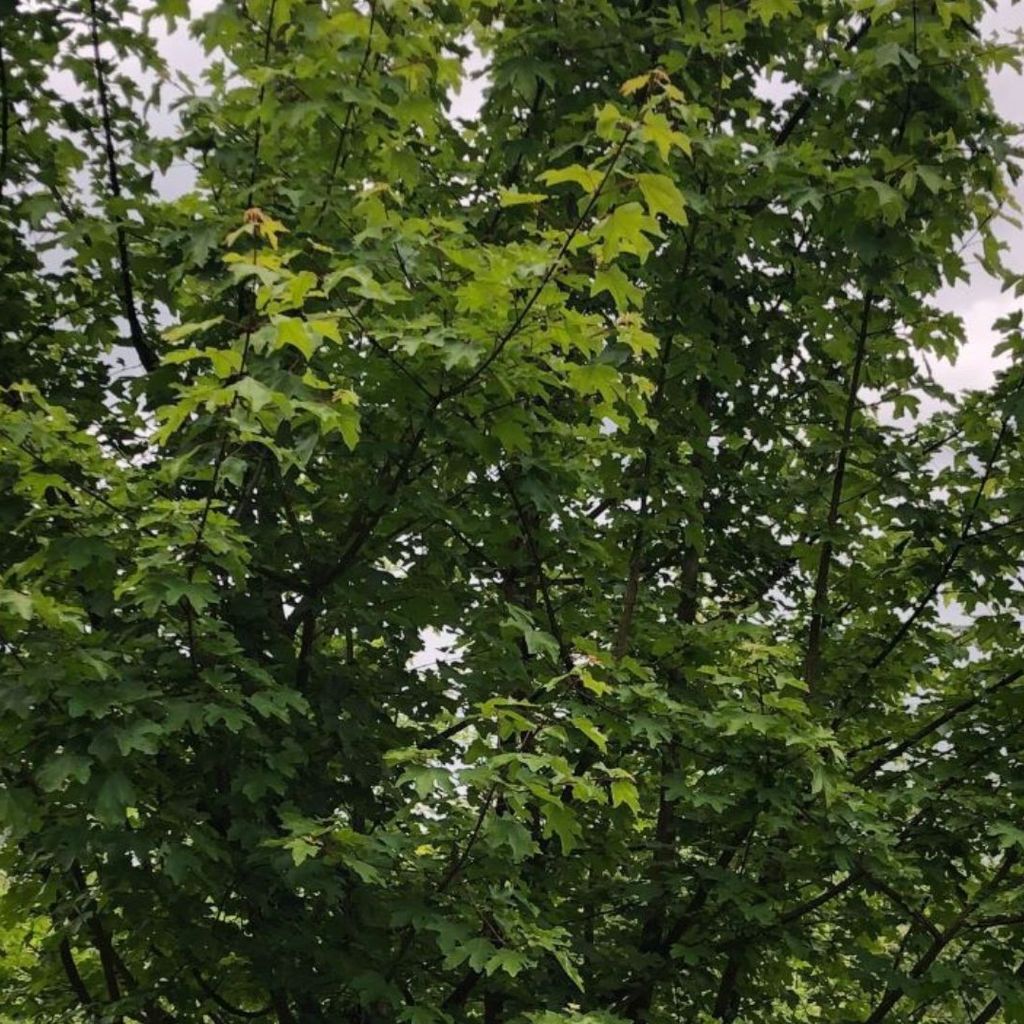 Érable à feuilles d'obier : Sens, usage et caractéristiques | EcoTree