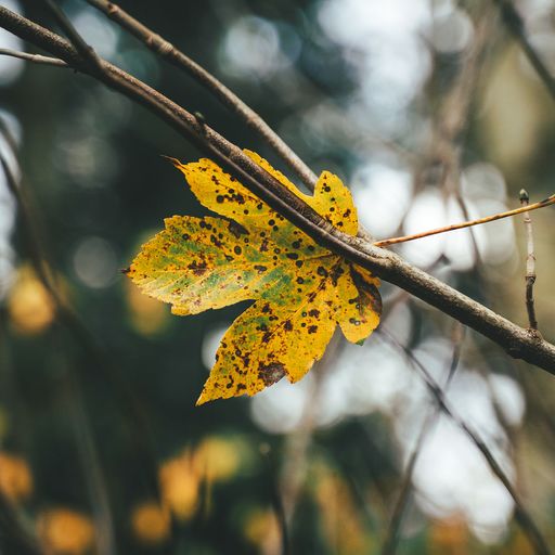 Norway Maple: meaning, use and symbolism | EcoTree
