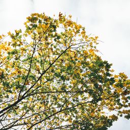 Norway Maple: meaning, use and symbolism | EcoTree