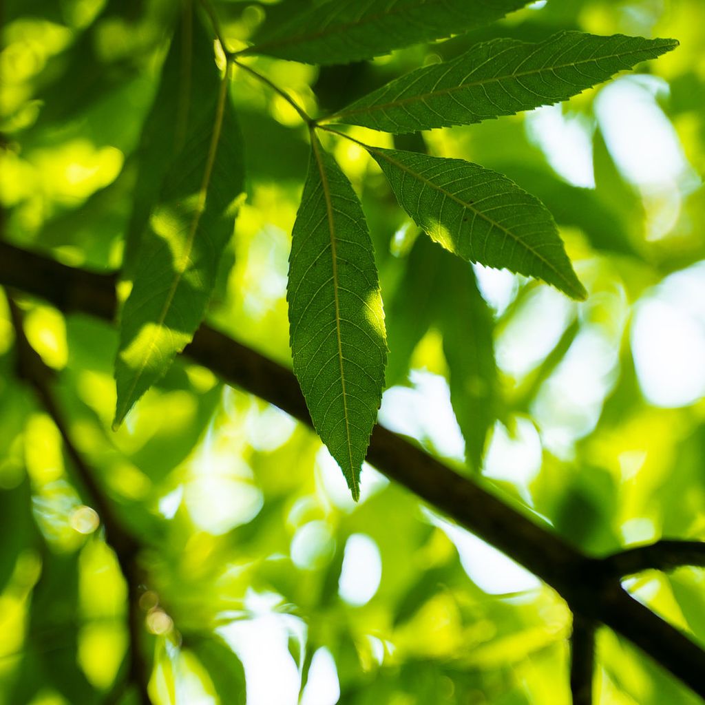 Ash: Characteristics and use | EcoTree