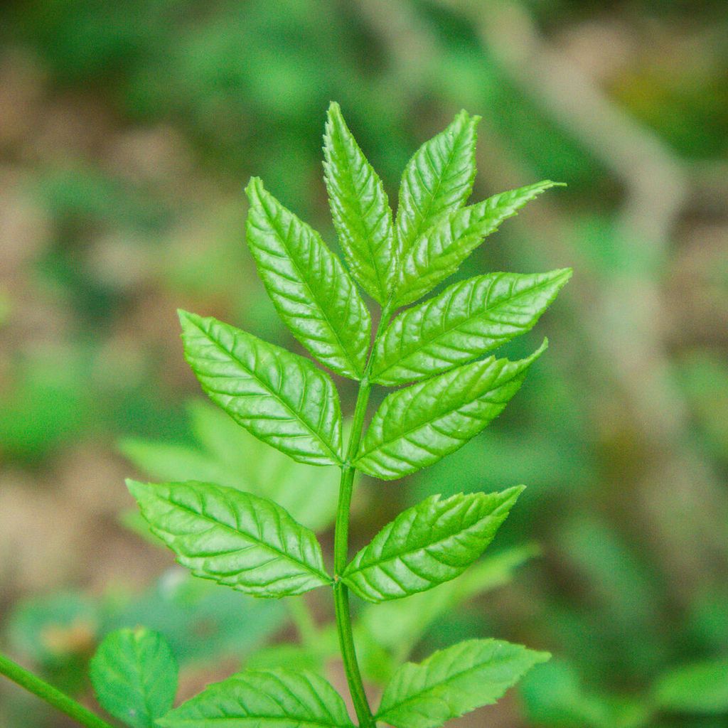 Ash: Characteristics and use | EcoTree