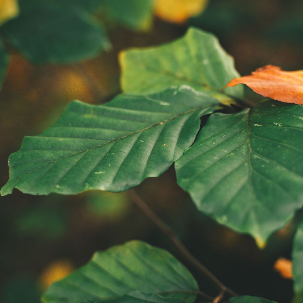 Beech: meaning, uses, characteristics and symbolism | EcoTree