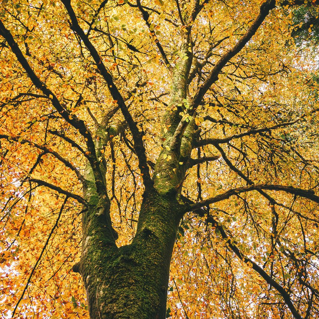 Beech: meaning, uses, characteristics and symbolism | EcoTree