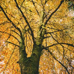 Beech: meaning, uses, characteristics and symbolism | EcoTree