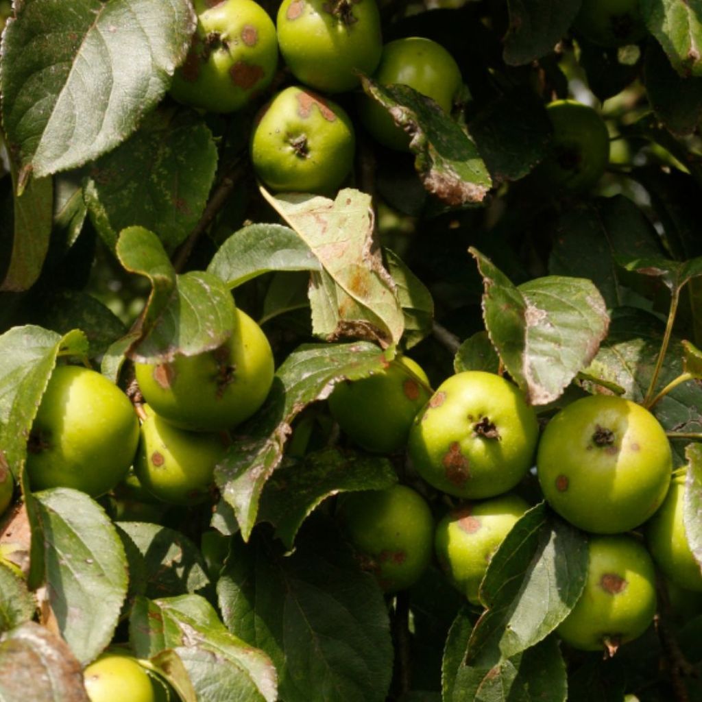 Pommier sauvage : sens, usages et caractéristiques | EcoTree