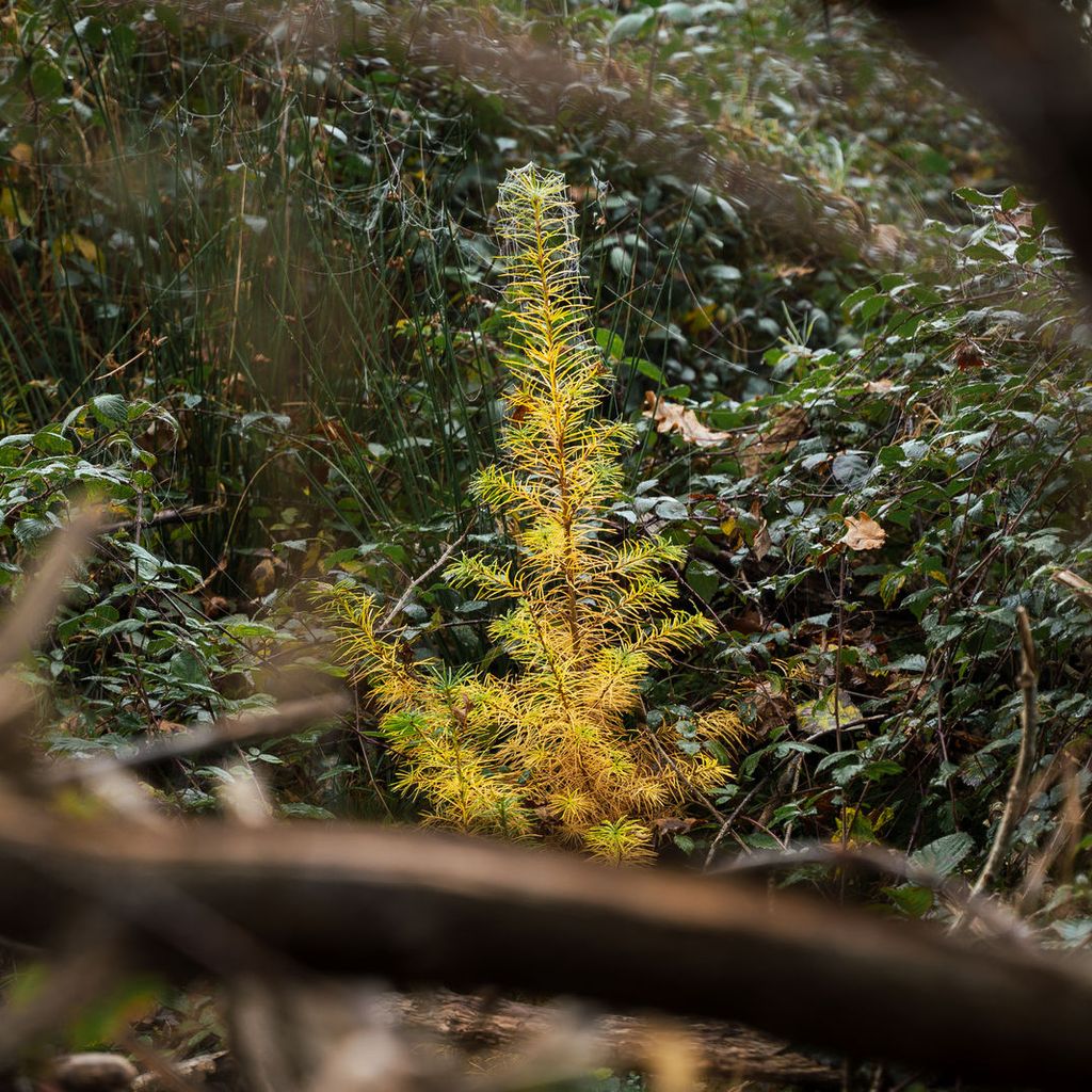 Mélèze d’Europe : sens, usage & habitat | EcoTree