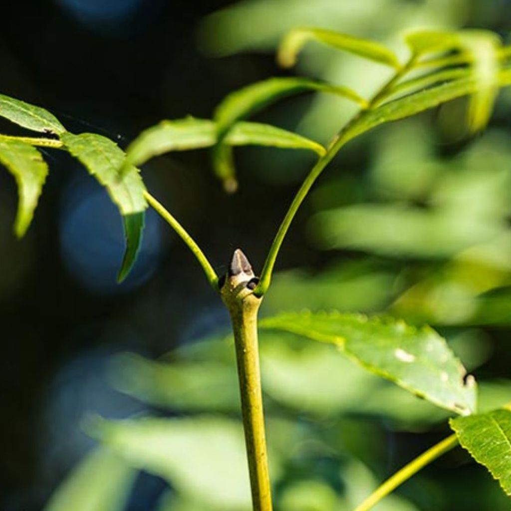 Noyer noir : Sens, usage et caractéristiques | EcoTree