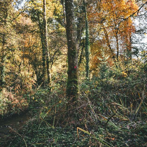 Poplar: characteristics & use | EcoTree