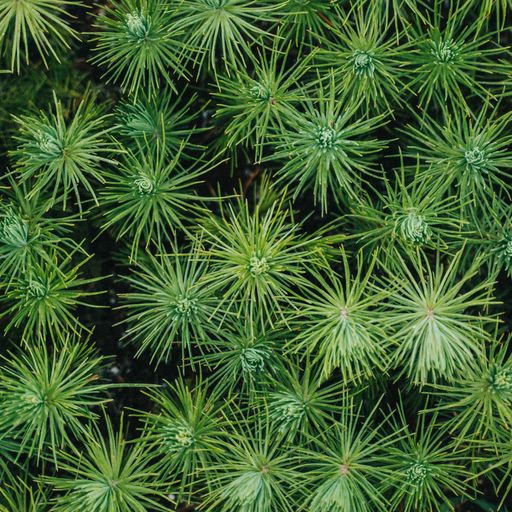 Pin laricio : Caractéristiques, Description & Usage | EcoTree