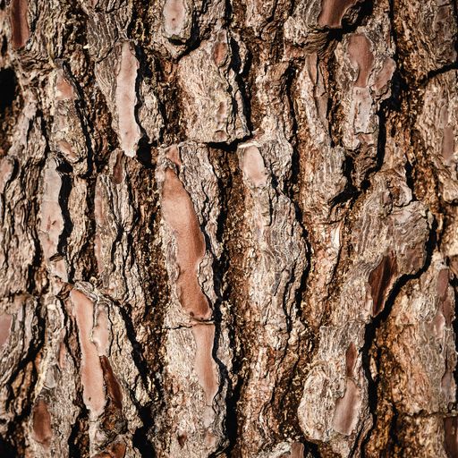 Maritime Pine: Importance & Use | EcoTree