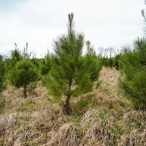 Maritime Pine: Importance & Use | EcoTree