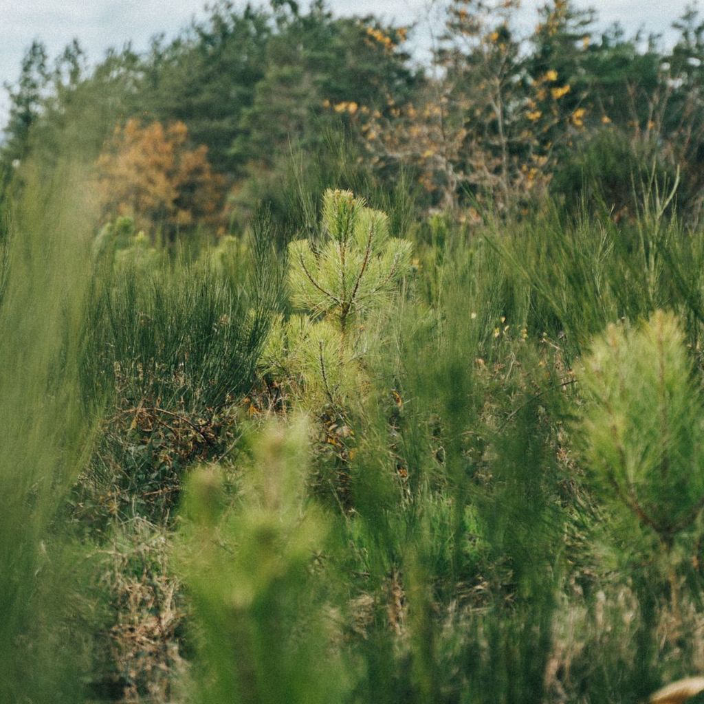 Monterey Pine: Meaning, use and characteristics | EcoTree